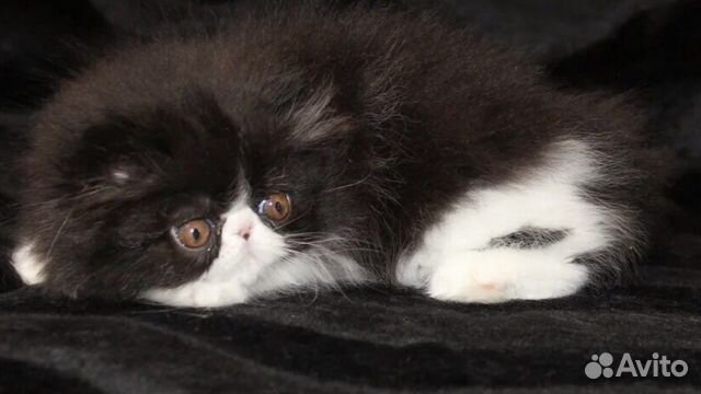 Персидская девочка