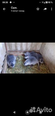 Нутрии серебро