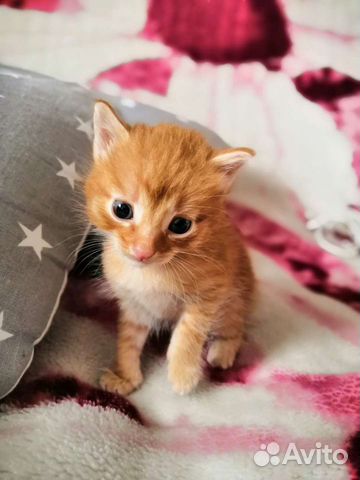 Отдам котенка в добрые руки