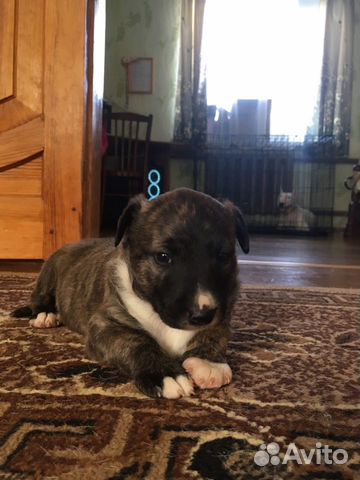 Помесь бультерьера