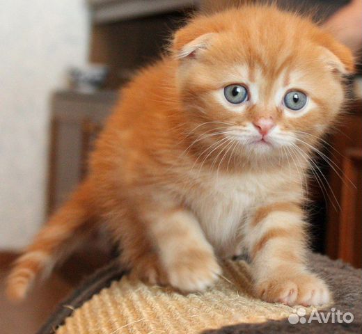 Рыжий вислоухий котик,привит