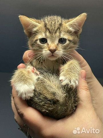 Котенок девочка бесплатно
