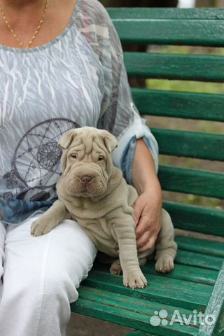 Сокровище щенок шарпея