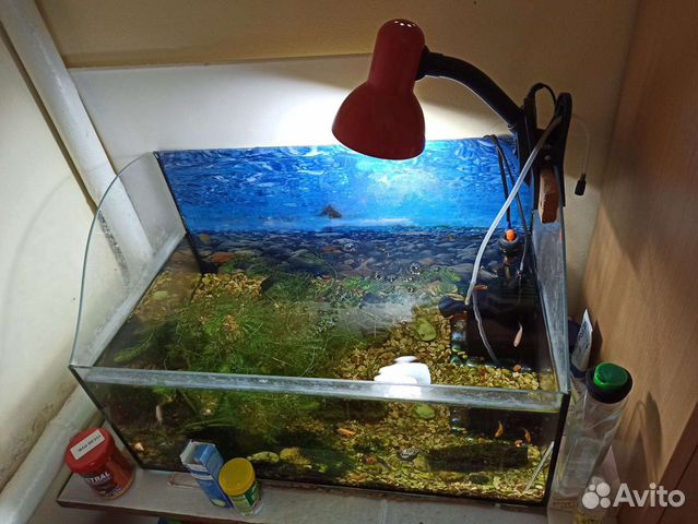 Аквариум с рыбками креветками и оборудованием