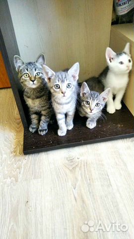 Котята 2месяца