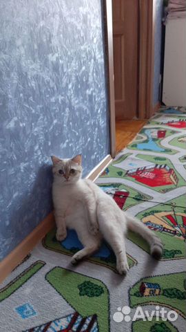 Котя ищет хозяина