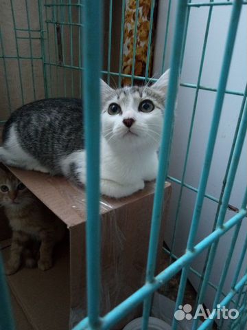 Кнопка ищет дом