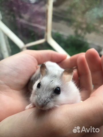 Джунгарский хомяк