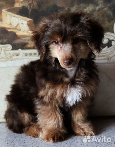 Шоколадный пуховичок