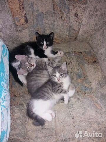 Котята в добрые руки