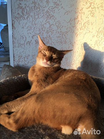 Абиссин на вязку