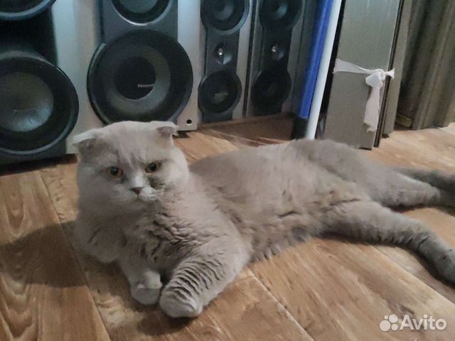Шотландская вислоухий кот вязка