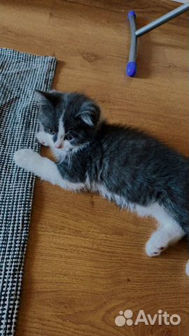 Котенок наполовину британец. К лотку приучен. Очен