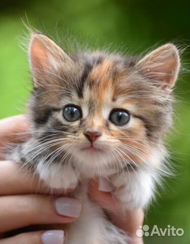 Малышка ищет семью