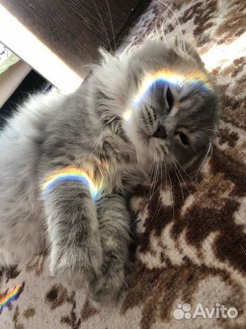 Шотландская вислоухая кошка