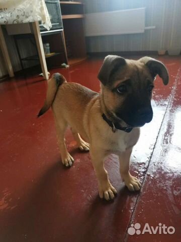 Собака маленькая порода