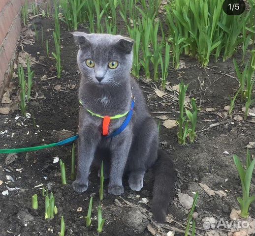 Шотландская кошка вязка