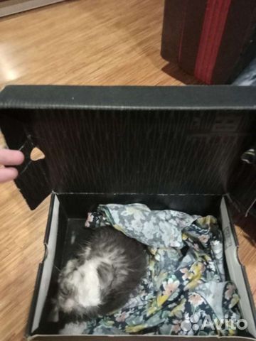 Котокот