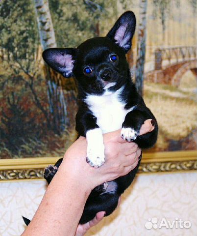 Мальчишка Халк