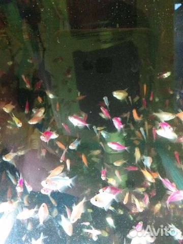 Мальки тернеции