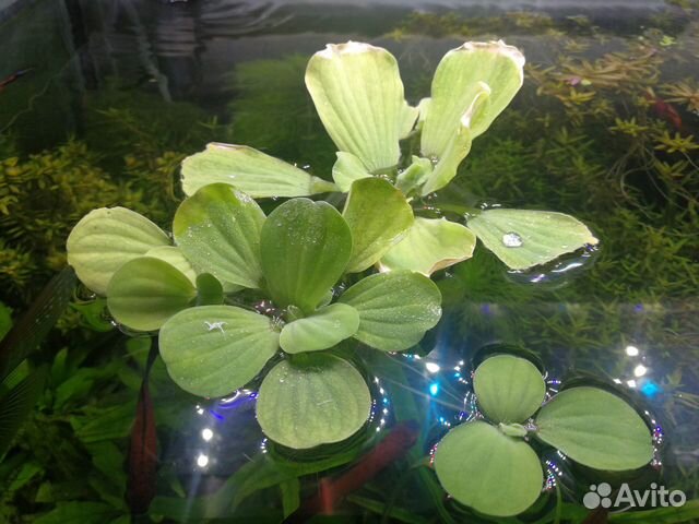 Пистия, лимнобиум