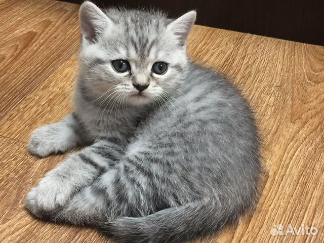 Шотланский котенок