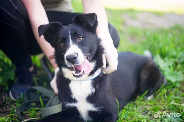 Щенок в добрые руки