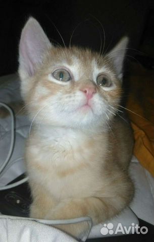 Кошка в дар