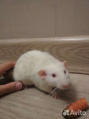 Крысята белые парни полугодовалые