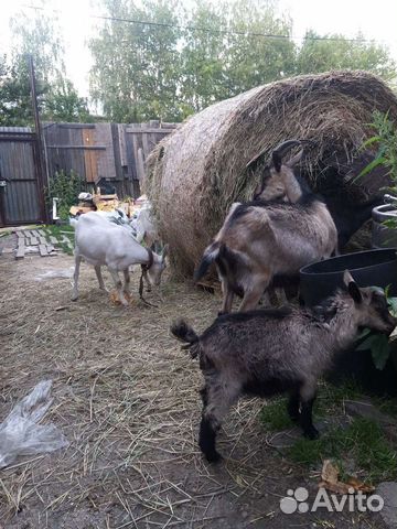 Альпийские козы