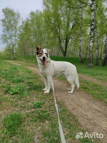 Собака из приюта в добрые руки