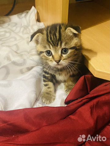 Британские котята