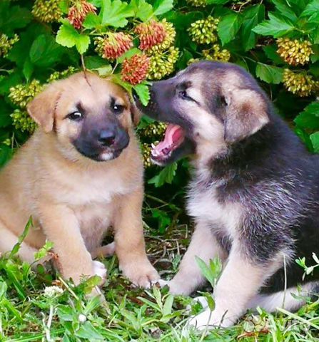 Щенок в добрые руки