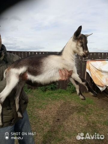 Альпийские козочки