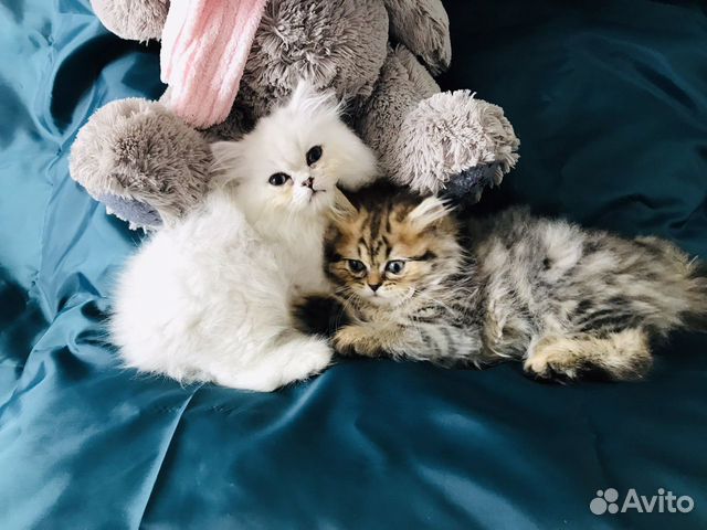 Очаровательные девчушки