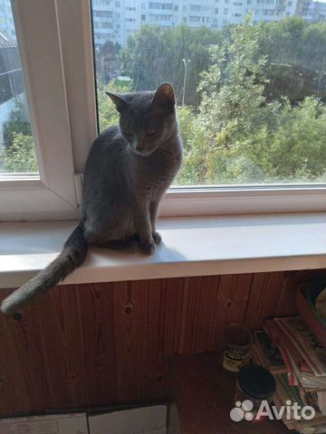 Котенок 6 мес. Девочка. Русская голубая