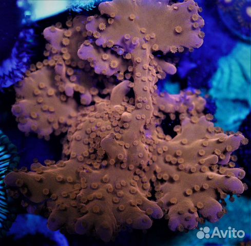 Сетоза орандж - коралл для морского аквариума