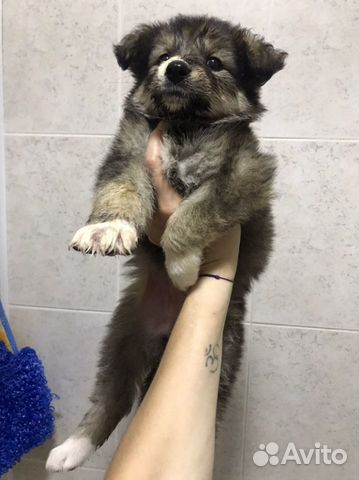 Собака щенки девочки сторож охрана дворняжка