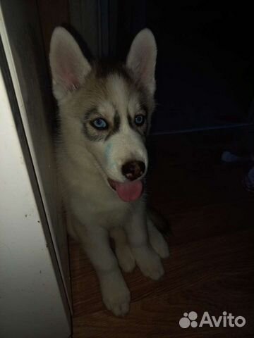 Щенки сибирской хаски