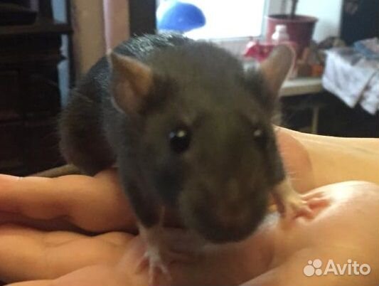Крысята декоративные