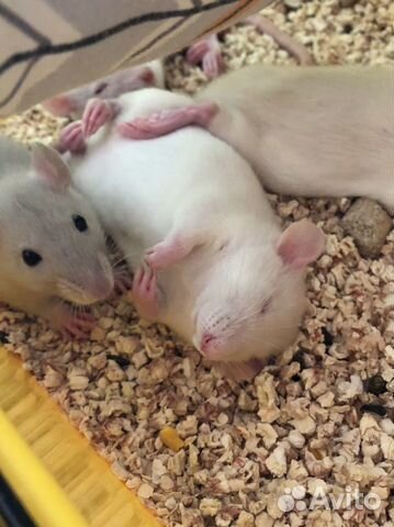 Крыска ищет дом