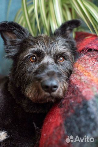 Броша ищет дом