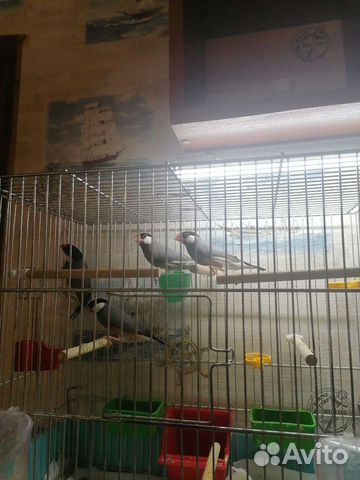 Рисовые амадины