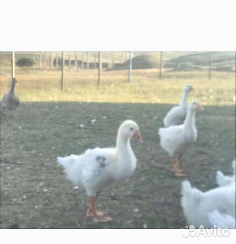 Гусята Линда