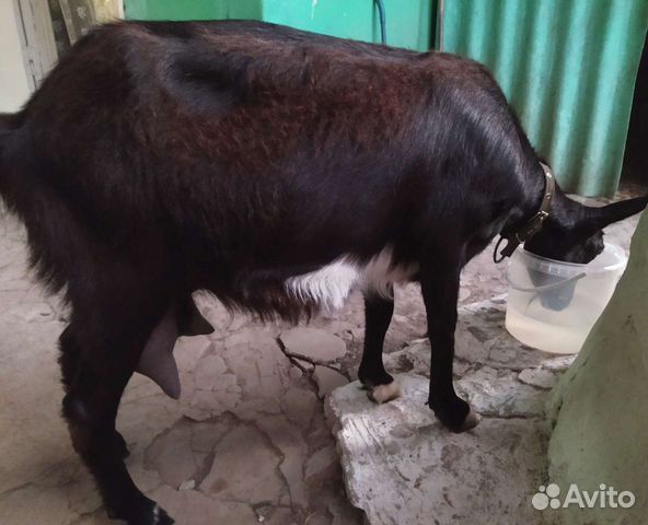 Коза дойная