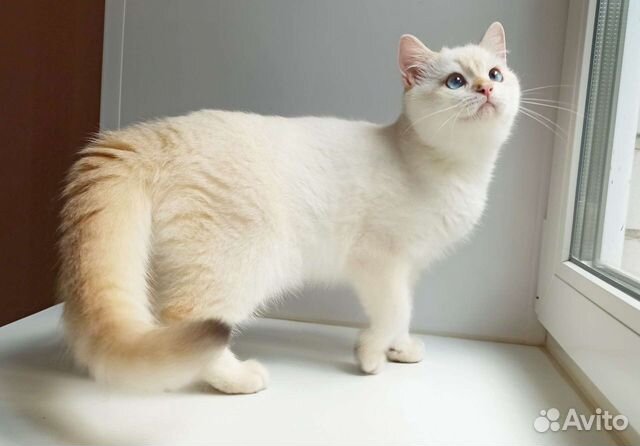 Британский мальчик шиншилла