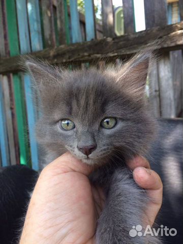 Котенок 1,5 месяца кошечка от кошки породы невская