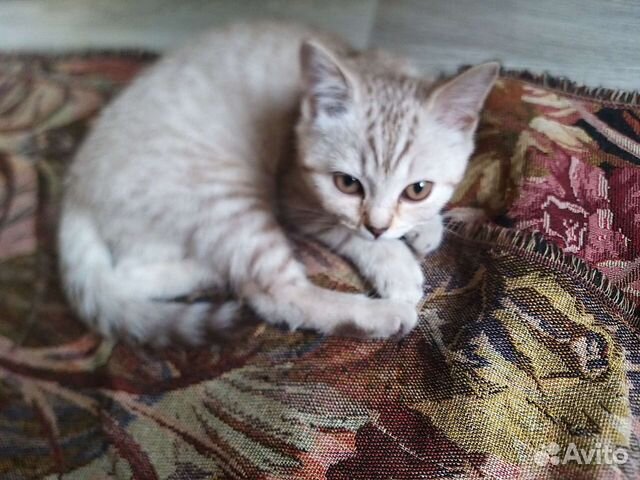 Британская