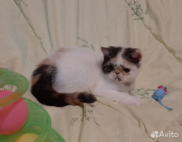 Экзотическая малышка