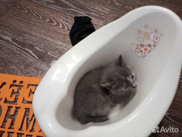 Отдам милых котят